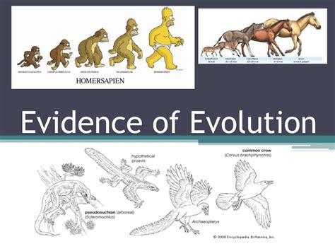 Ppt Evidence Of Evolution Powerpoint Presentation Free Download Id