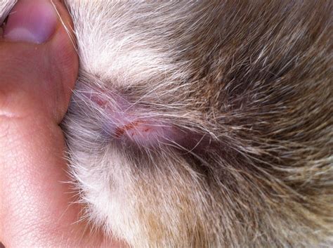 Problema A Mi Gata Se Le Cae El Pelo Mediavida