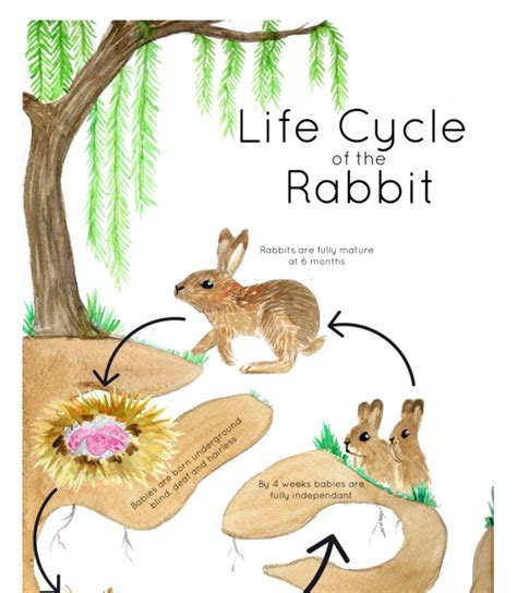 Rabbit Life Cycle Educational Poster By Teach Simple