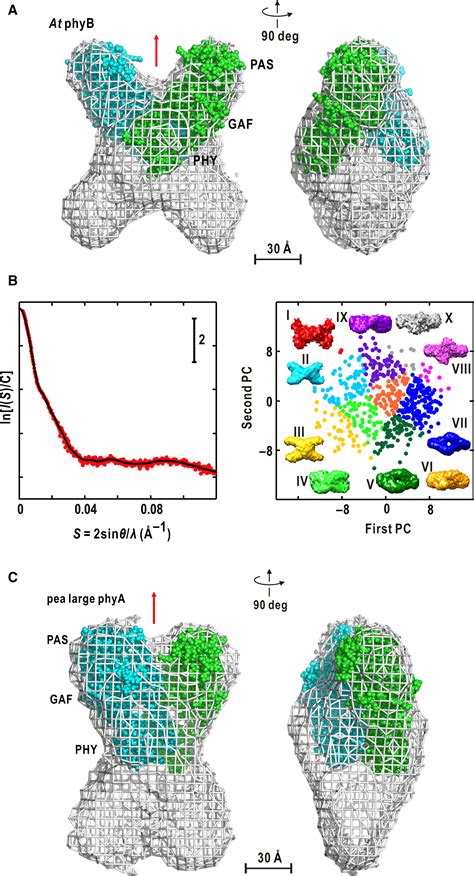 Molecular Shape Under Far‐red Light And Red Light‐induced Association Of Arabidopsis Phytochrome