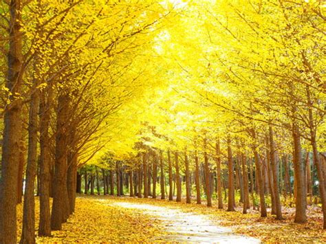 イチョウの写真素材 218 018件の無料イラスト画像 Adobe Stock