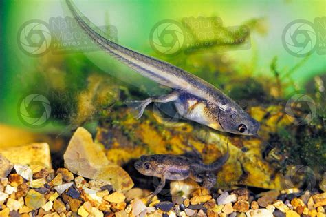 Xenopus Laevis African Clawed Frog Tadpole Metamorphosis