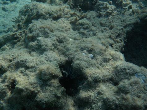 Diadema Setosum Lives On The Bottom Of The Mediterranean Sea Near