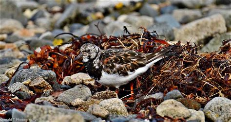 Ruddy Turnstone Birdforum