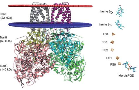 Schematic Representation Of The Membrane Bound Nitrate Reductase From