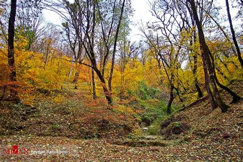 آخرین خبر جلوههای زیبایی پاییز در جنگل گلستان