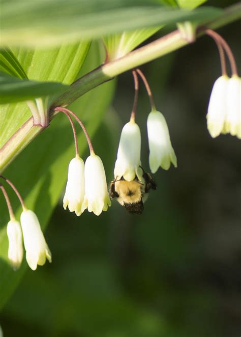 Two Spotted Bumble Bee From Falcon Heights Mn Usa On May 14 2024 At