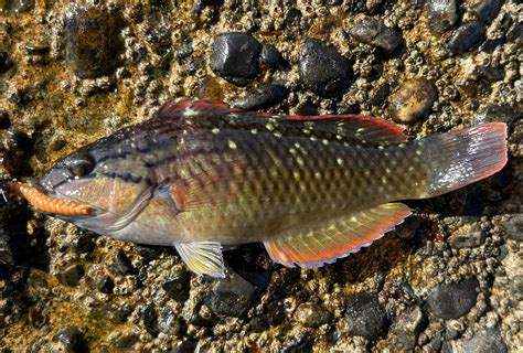 アカササノハベラ 2023 12 25 WEB魚図鑑