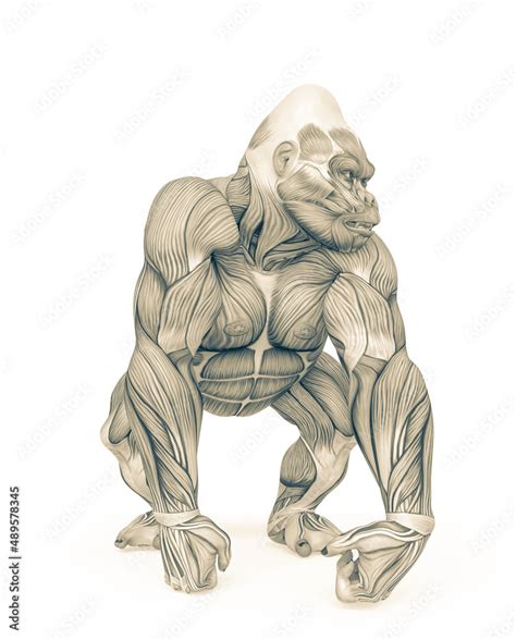 Photo And Art Print Gorilla Is Doing A Idle Pose On Muscle Map Anatomy