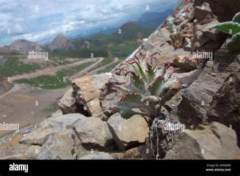 Saw Wort Snow Lotus Saussurea Medusa Sanjiangyuan National Nature Reserve Qinghai Hoh Xil