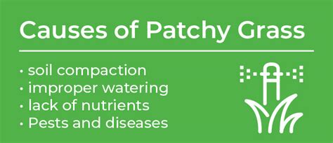 Revive Patchy Lawn Effective Lawn Repair Tips Andrews Turf Supplies