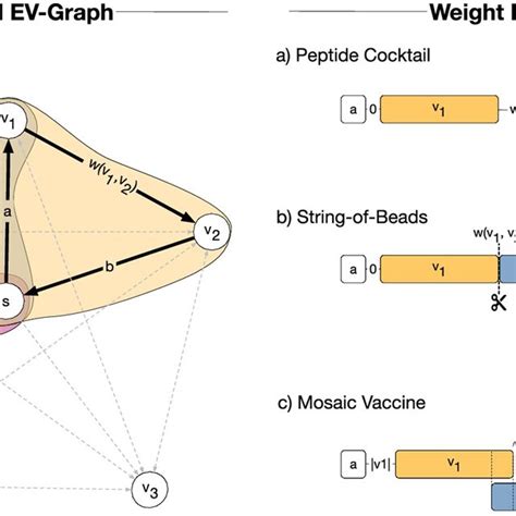 The Graph Encoding Of The Vaccine Design Problem Vertices Represent Download Scientific