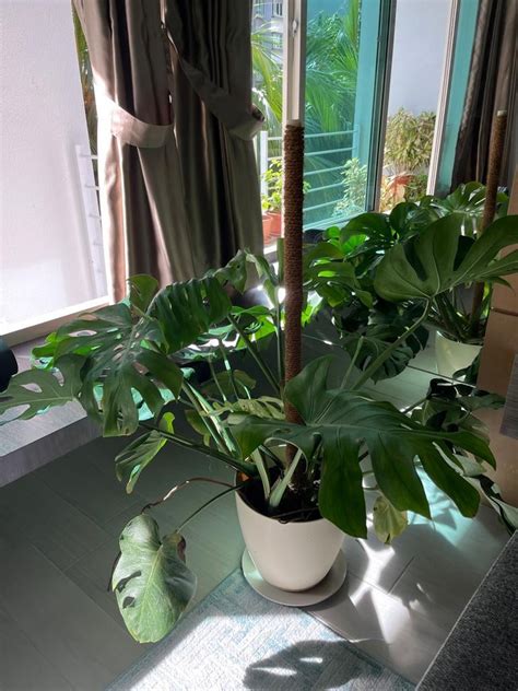 Bumpy Little Spots On Monstera On The Lower Leaves They Develop When