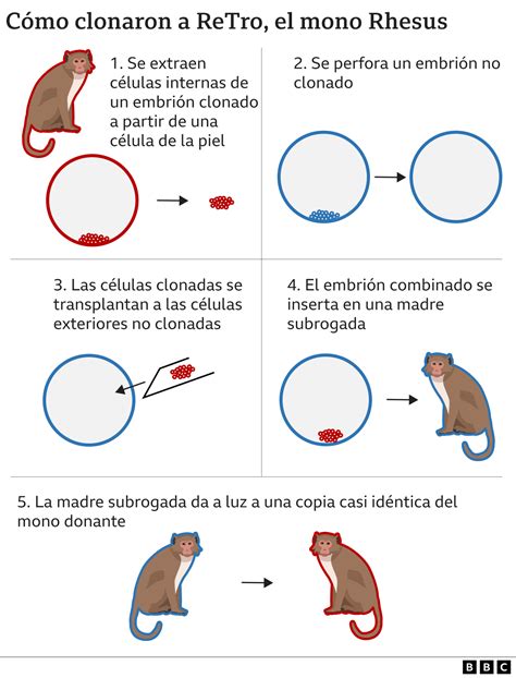 Por qué causa polémica el primer mono Rhesus clonado que presentaron