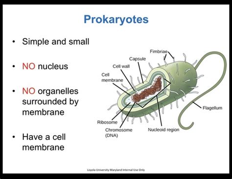 Biology Eukaryotic Origins Chapter 25 Terms And Definitions Flashcards