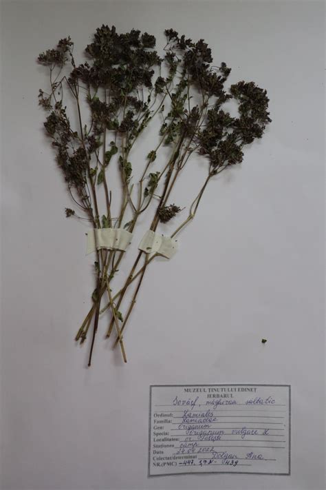 Sovârf Măghirean Sălbatic Oregano Origanum Vulgare