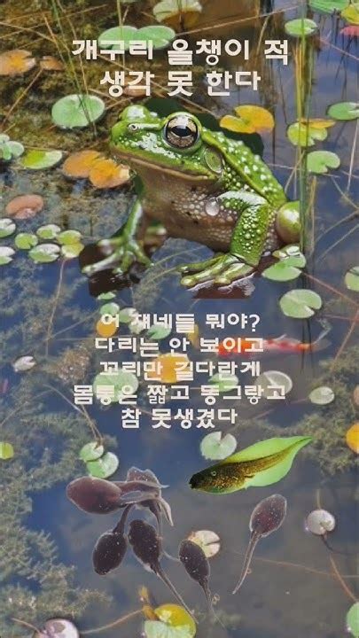 개구리 올챙이 적 생각 못 한다 Youtube
