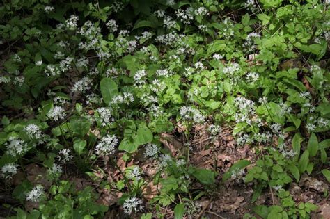 Ramson Or Wild Leek Allium Ursinum During Flowering Stock Image