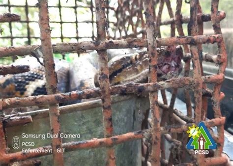 One Reticulated Python Retrieved In Barangay San Manuel Puerto Princesa City Pcsd