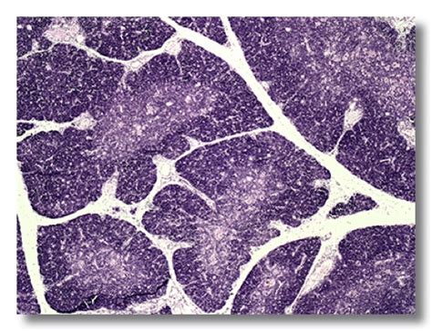 Thymus Histology Diagram