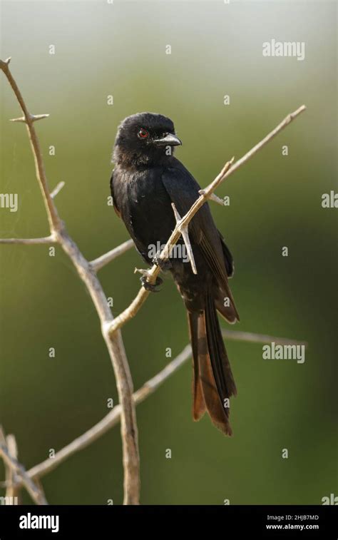 Fork Tailed Drongo Dicrurus Adsimilis Beautiful Black Long Tailed