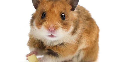 Teacher Eats Class Pet Hamster To Teach Pupils Harsh Lesson In The
