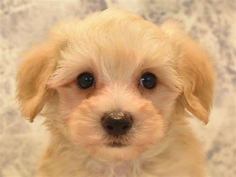マルプーマルチーズ×プードルの詳細情報 東京都2023年12月6日生まれ男の子クリームの子犬 子犬・子猫探しなら【petmi】