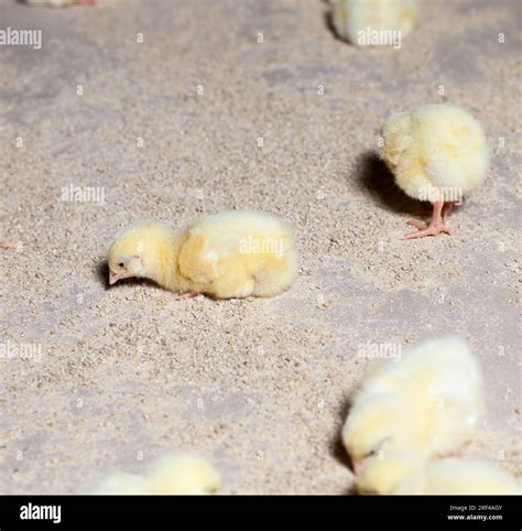 Genetically Modified Improved White Meat Chicken Chicks At A Poultry