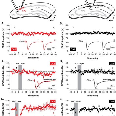 Adenosine Has Transient Suppressive Effects On Synaptic Transmission In Download Scientific
