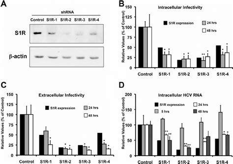 Cellular Levels Of S1r Are Limiting For Hcv Infection Huh 7 Cells Were