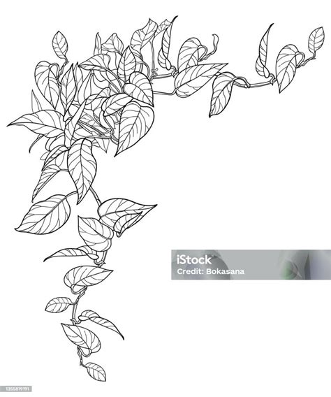 흰색 배경에 고립 된 검은 색에 윤곽 에피프렘넘 아우레움 또는 황금 포토 식물의 코너 무리 에피프렘넘 아우레움에 대한 스톡 벡터
