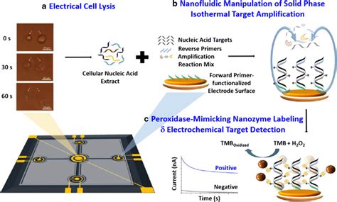 Integrated Biochip Involving On Chip Electrical Cell Lysis A A