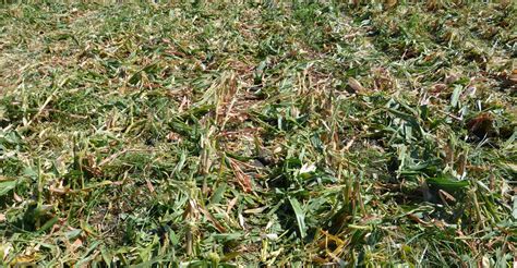 More Corn Residue Means More Management