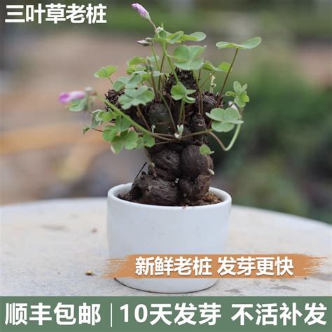 三叶草微型盆景造型小老桩素材苗疙瘩掌上微型盆栽醡浆红花酢浆草 Taobao
