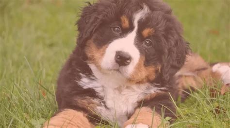 Nombres Para Perros Hembra Nombre Para Perros