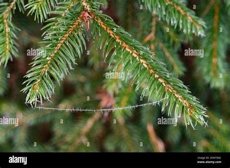 Tiny Hoar Frost Crystals Radiating From A Spider Web Strand Between The