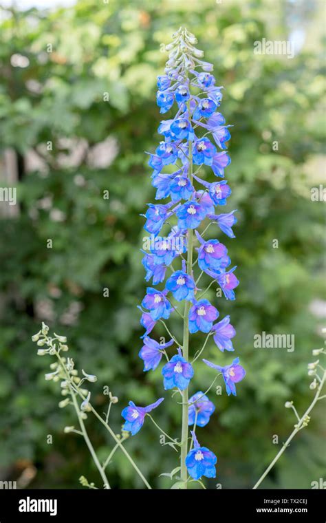 Purple Blue Flowers Of Delphinium Delphinium Elatum Hybrid Perennial