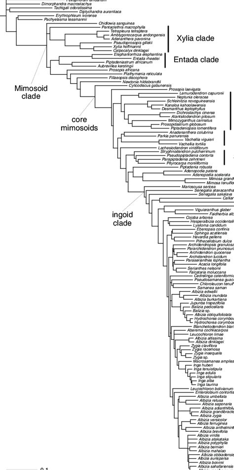 Phylogeny Of Caesalpinioideae With Clade Names As Inferred By Koenen Et