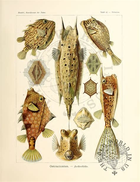 Vintage Puffer Fish 1800s Anatomy Science Illustration Printable