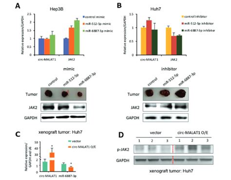 Advanced Sciencecirc Malat1同时抑制蛋白翻译和竞争结合mirna Circrna论坛
