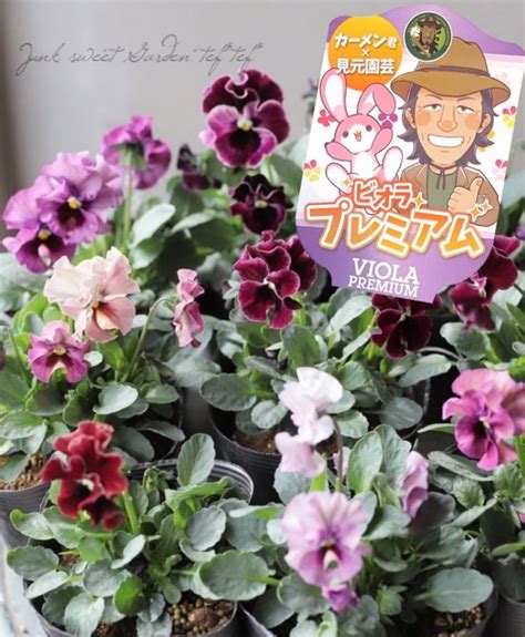J Junk Sweet Garden Tef Tef