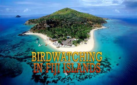Fiji Islands Birdwatching Bird Watching Asia