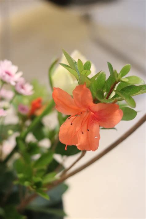 23년상미이즈2회차화훼장식기능사거제꽃집거제중곡동꽃집거제꽃수업꽃집창업화훼장식기능사3과제꽃다발핸드타이드서양꽃꽂이거제꽃집창업꽃수업창업한국형꽃꽂이동양꽃꽂이