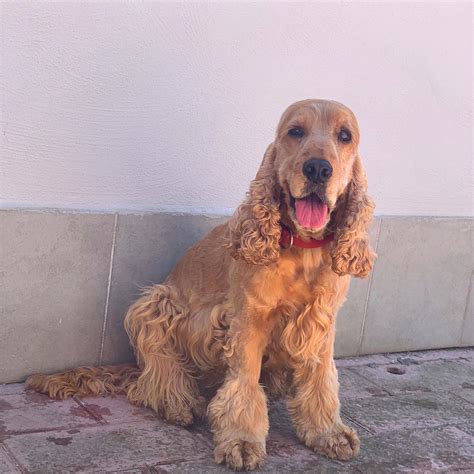 Di Franco ‘s Cocker Spaniel Inglese 🍯 Biondo 🍺