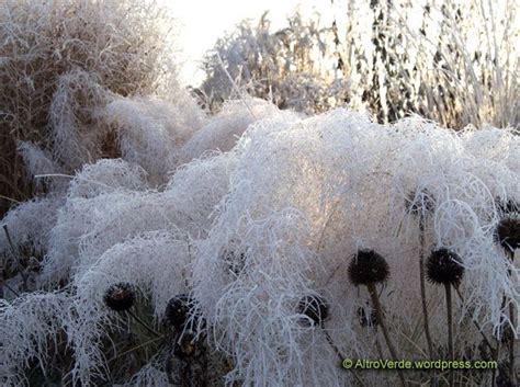 Frosty Grasses In The Winter Garden