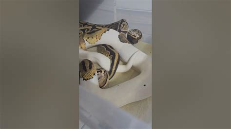 💯full Throttle🤣 Pythonregius Ballpythonbreeding Ballpython Exotics