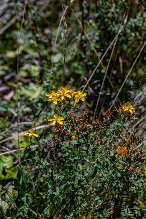 Hypericum Perforatum Flower In Meadow Stock Image Image Of Detail