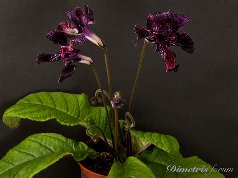 Variety Catalog of Dimetris