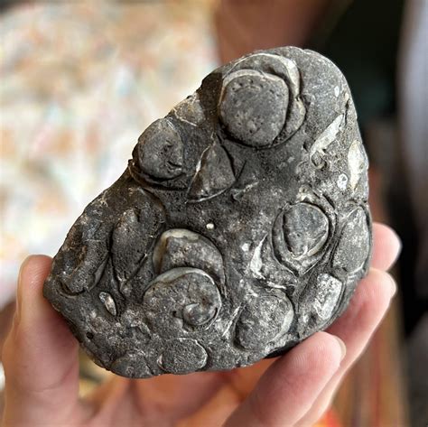 Funky Looking Cluster Of Fossils Or Just A Weird Rock South Wales