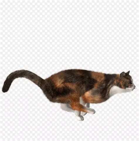 猫 猫png图片下载图片小猫png图片素材下载图片编号61316 Png素材网
